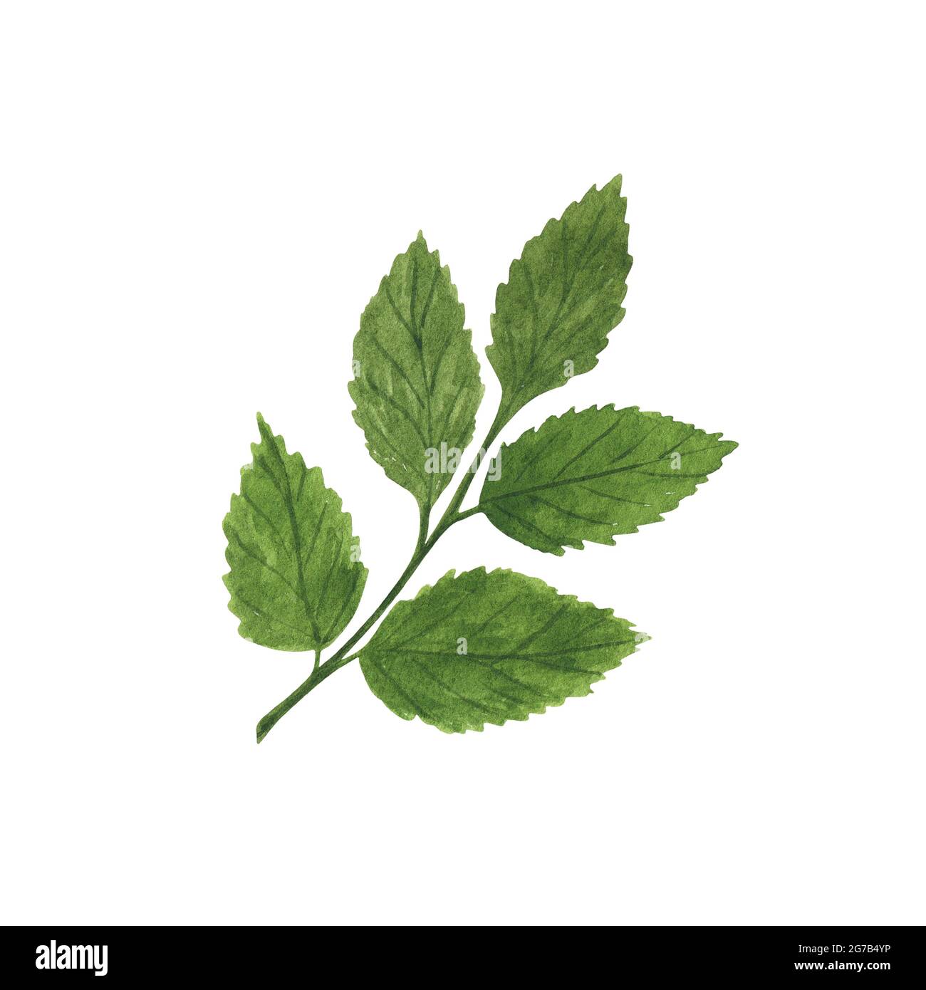 Botanical leaf drawing Cut Out Stock Images & Pictures - Alamy