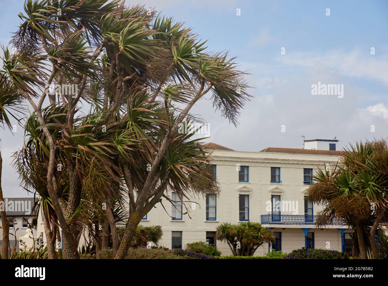 Cabbage palm tree blowing in hi-res stock photography and images - Alamy