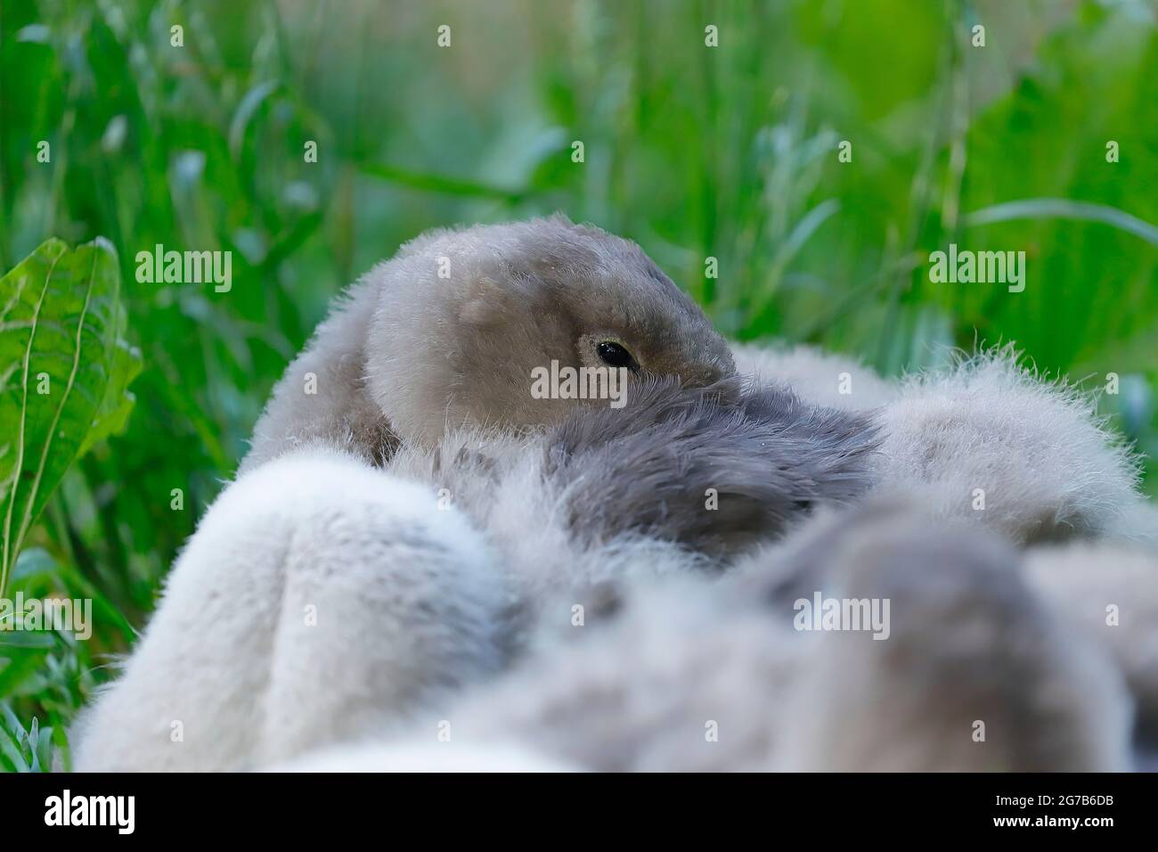 Cygent hi-res stock photography and images - Alamy