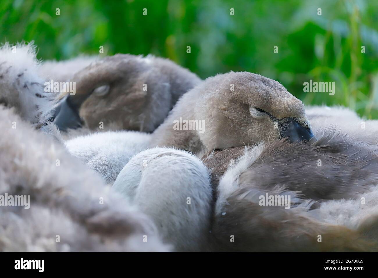 Mute Swan cygents (Cygnus olor) sleeping by a lake at Roundhay Park in ...