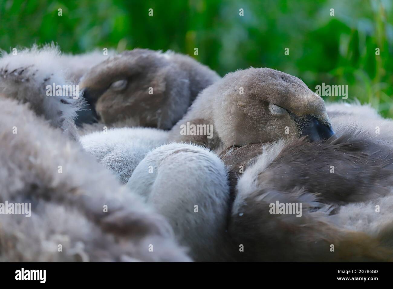 Sleeping mute swan cygnet hi-res stock photography and images - Alamy