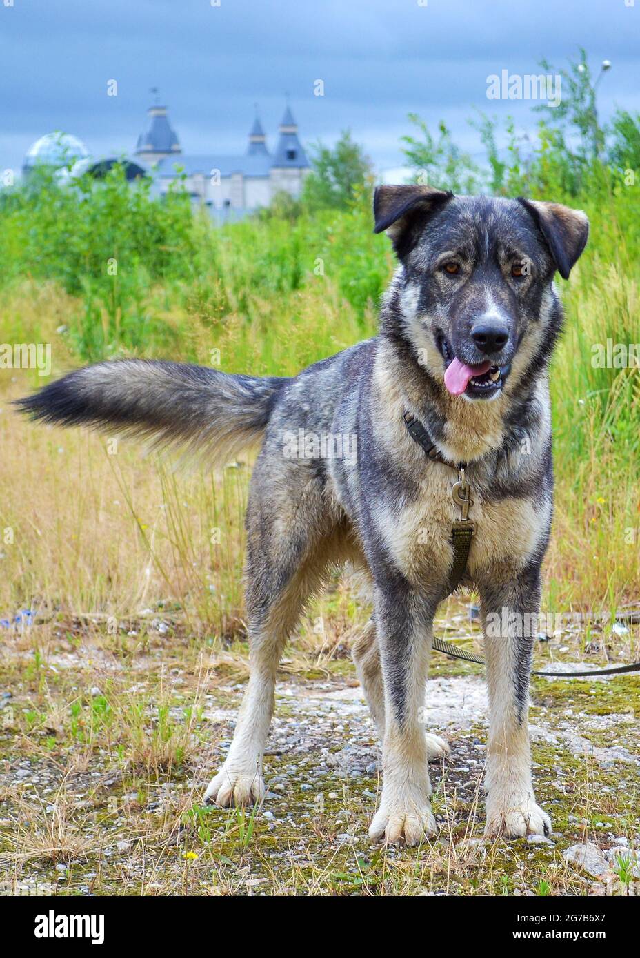 A large gray dog stands in full growth Stock Photo - Alamy