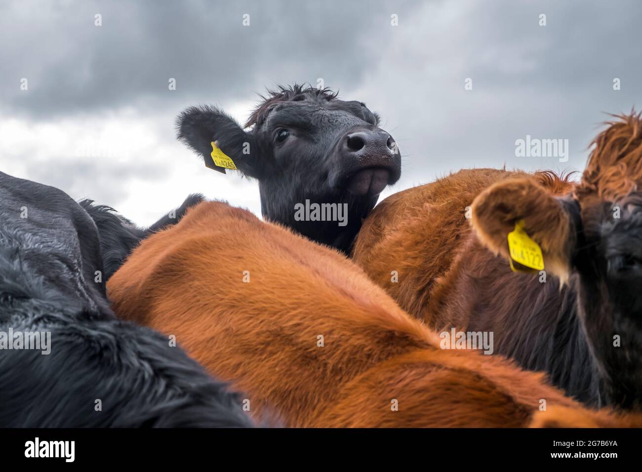 Beef cattle, bullocks or steers. Suffolk, UK Stock Photo - Alamy