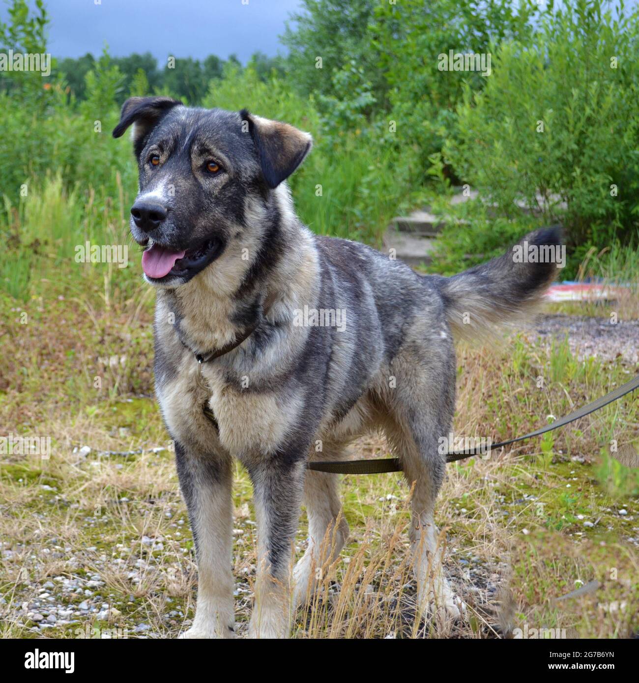 A large gray dog stands in full growth Stock Photo - Alamy