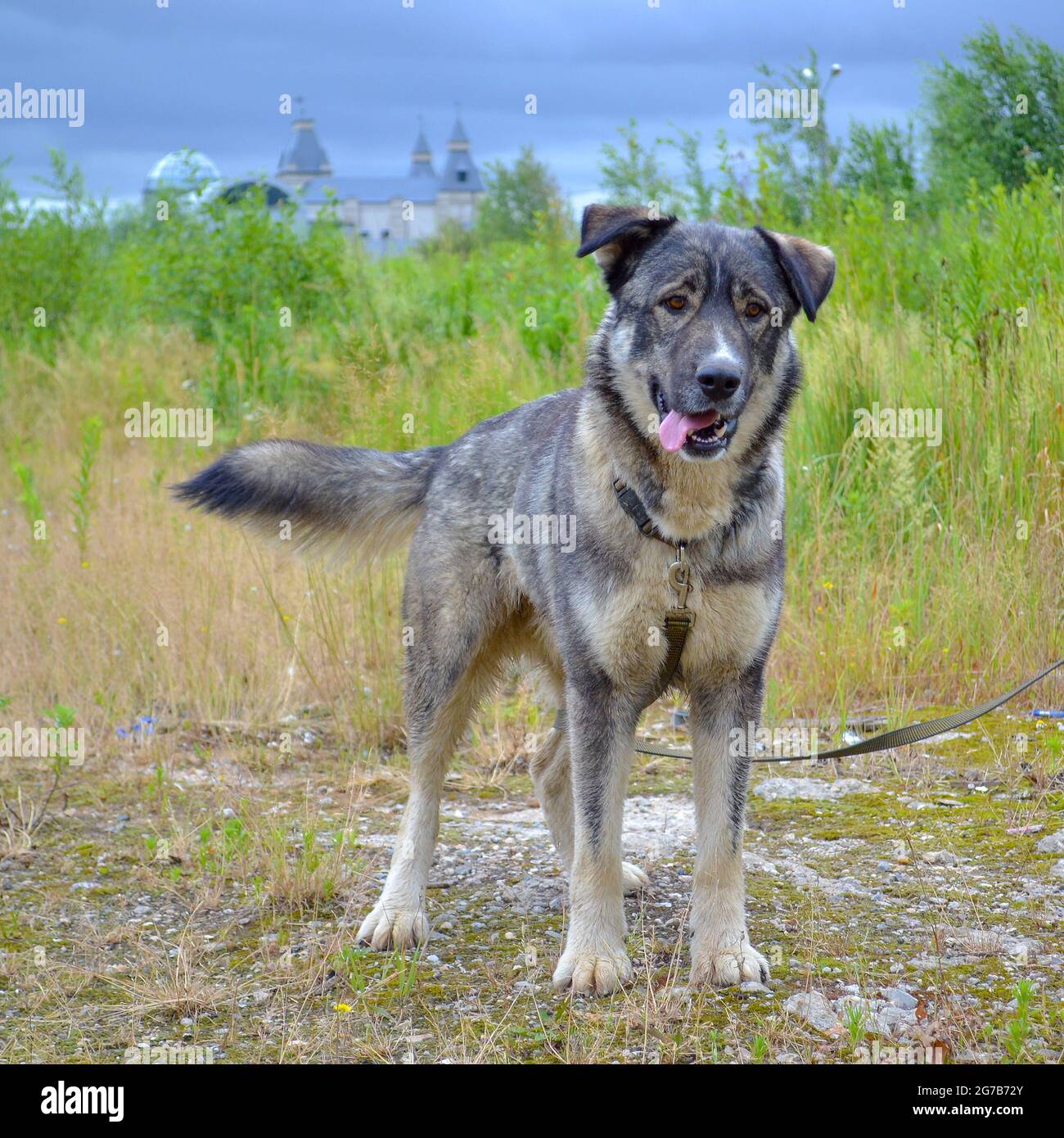 A large gray dog stands in full growth Stock Photo - Alamy