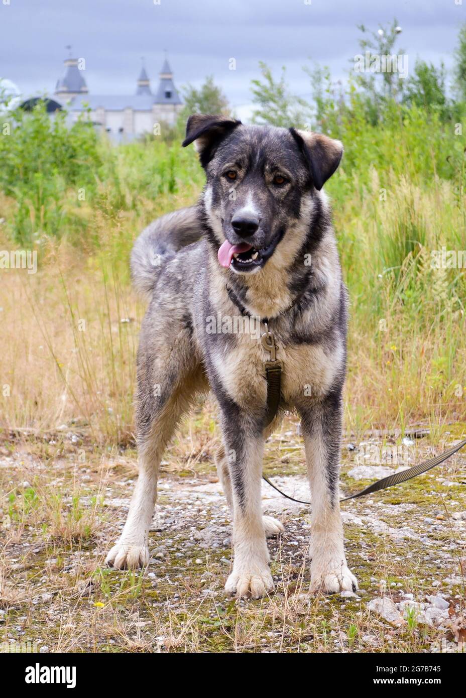 A large gray dog stands in full growth Stock Photo - Alamy