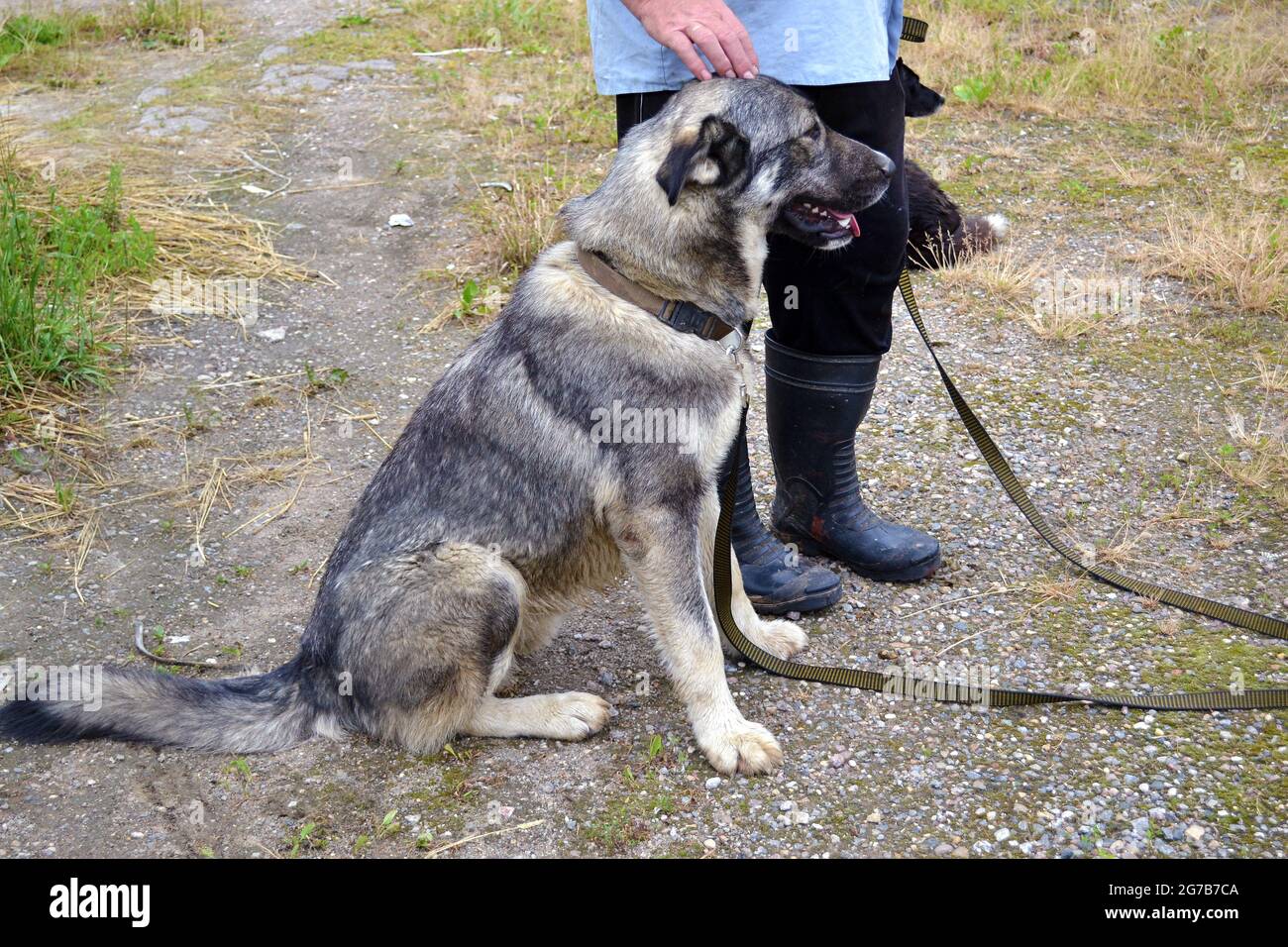 A large gray dog sits at the feet of the owner Stock Photo - Alamy