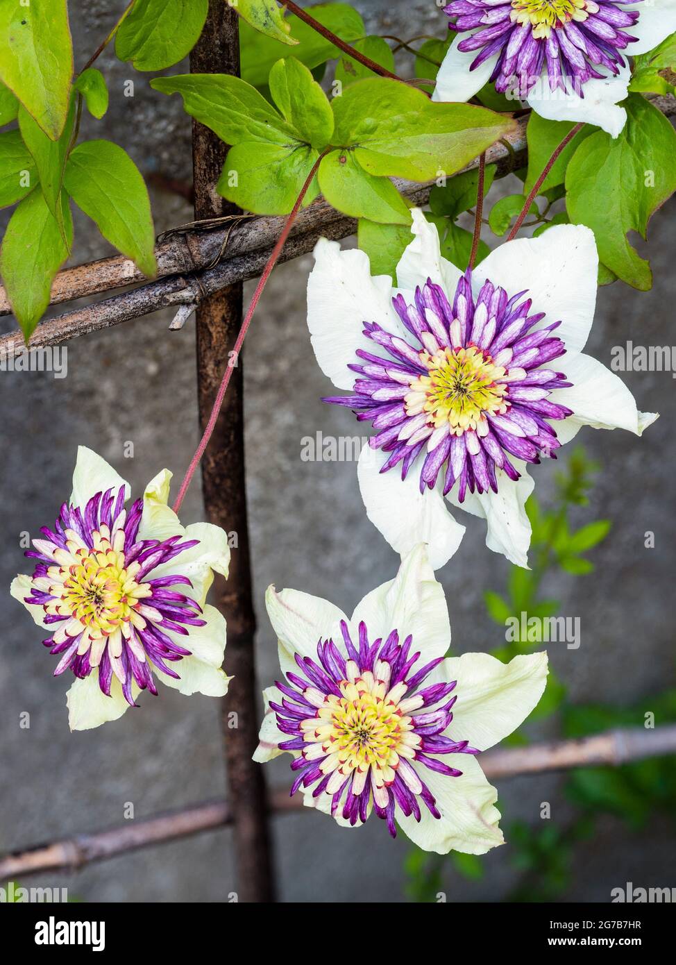 Clematis florida var florida sieboldiana hi-res stock photography and ...