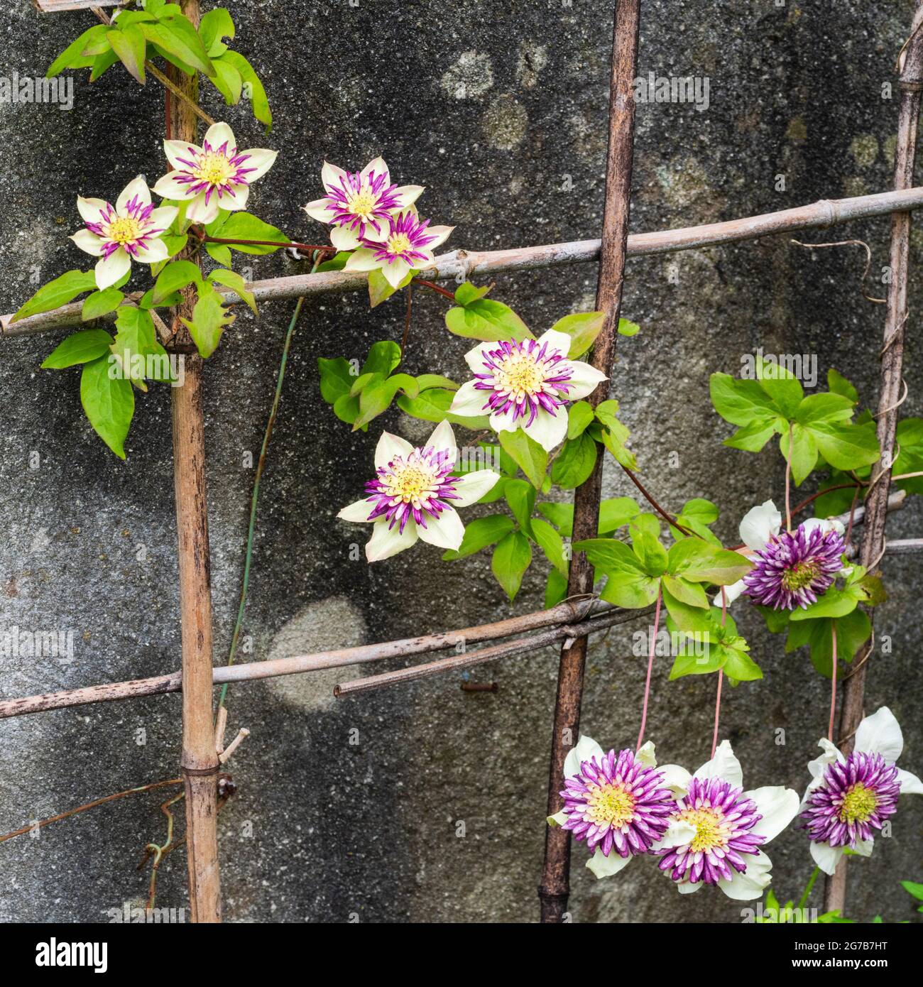 Clematis florida hi-res stock photography and images - Alamy