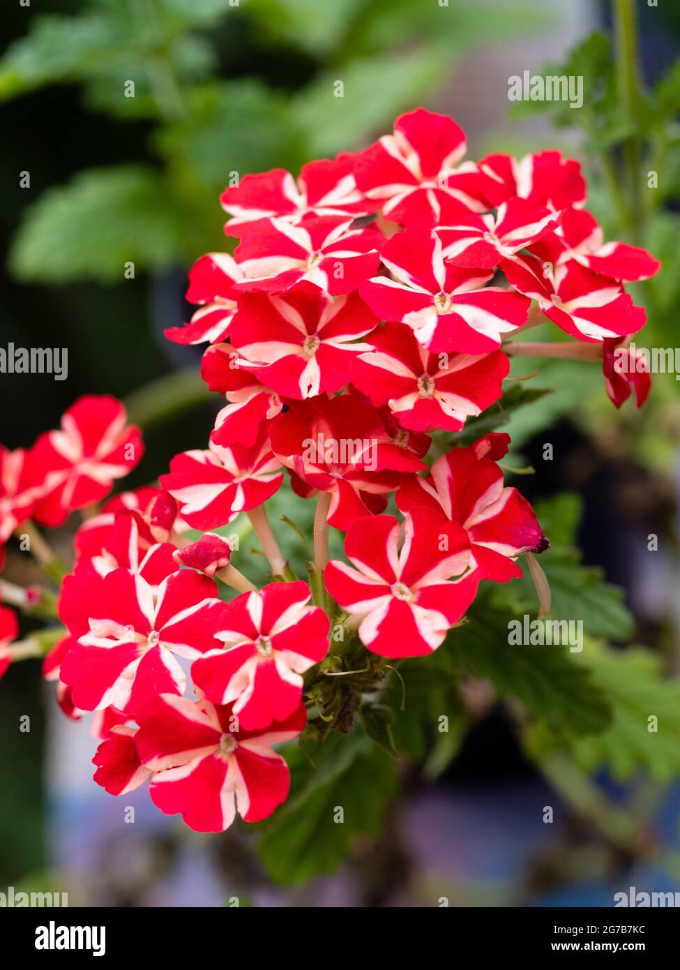 Verbena voodoo star hi-res stock photography and images - Alamy
