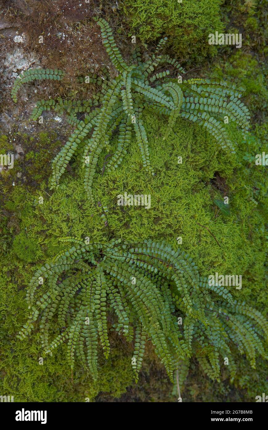 Old wall overgrown lichen hi-res stock photography and images - Alamy