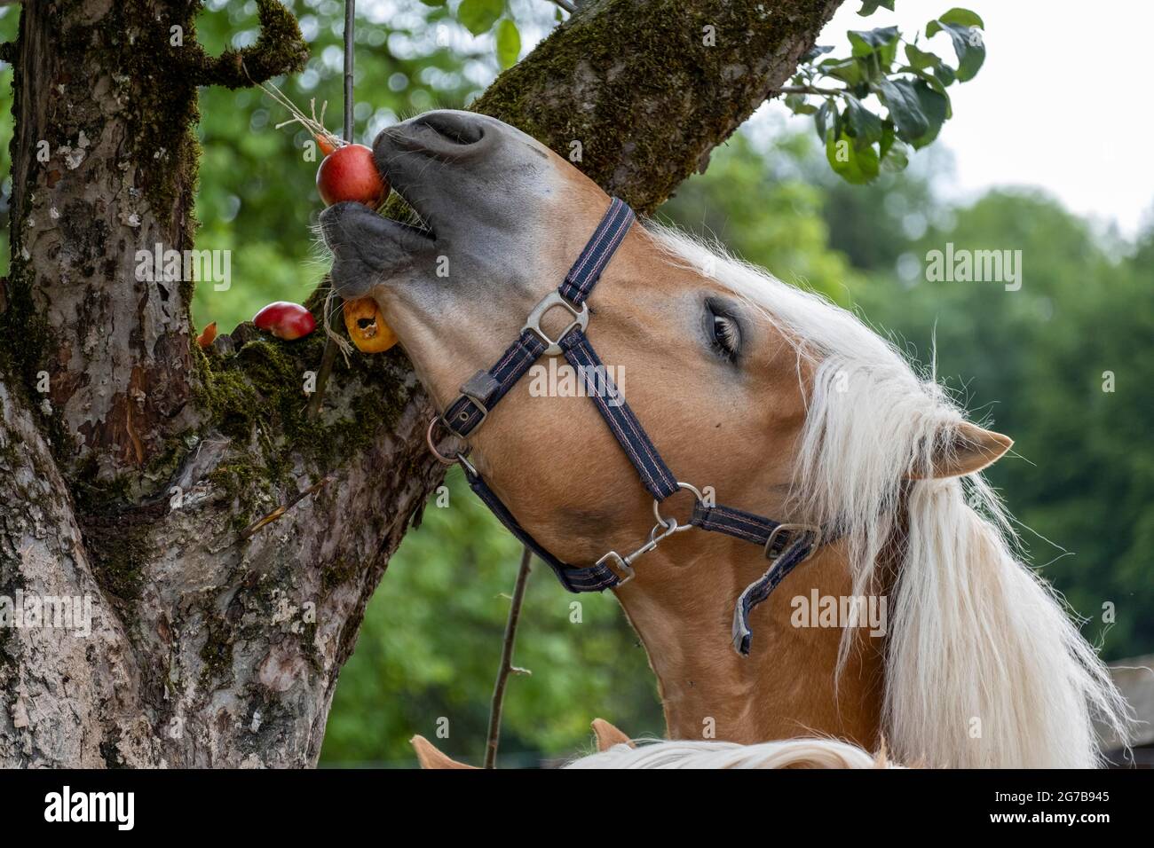 Haflinger, horse, eating, hidden treats, Bad Heilbrunn, Upper Bavaria ...