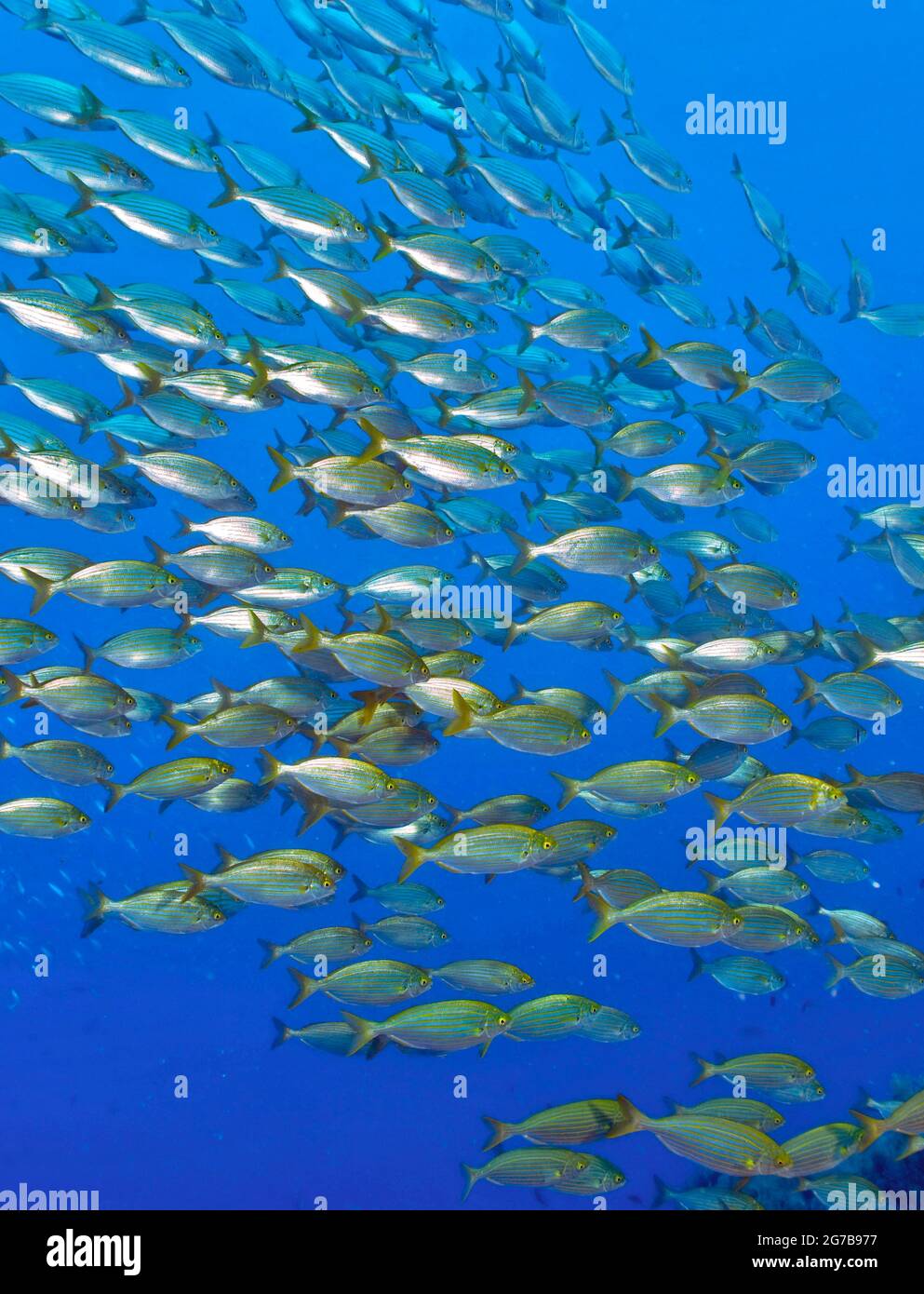 Salema fish hi-res stock photography and images - Alamy