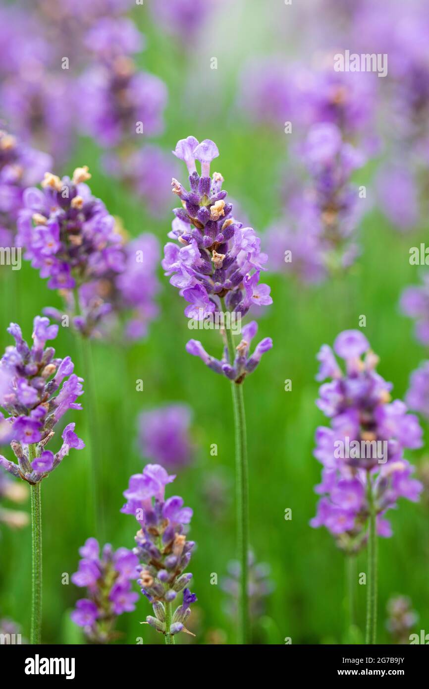Lavender Common lavender (Lavandula angustifolia), Baden-Wuerttemberg ...