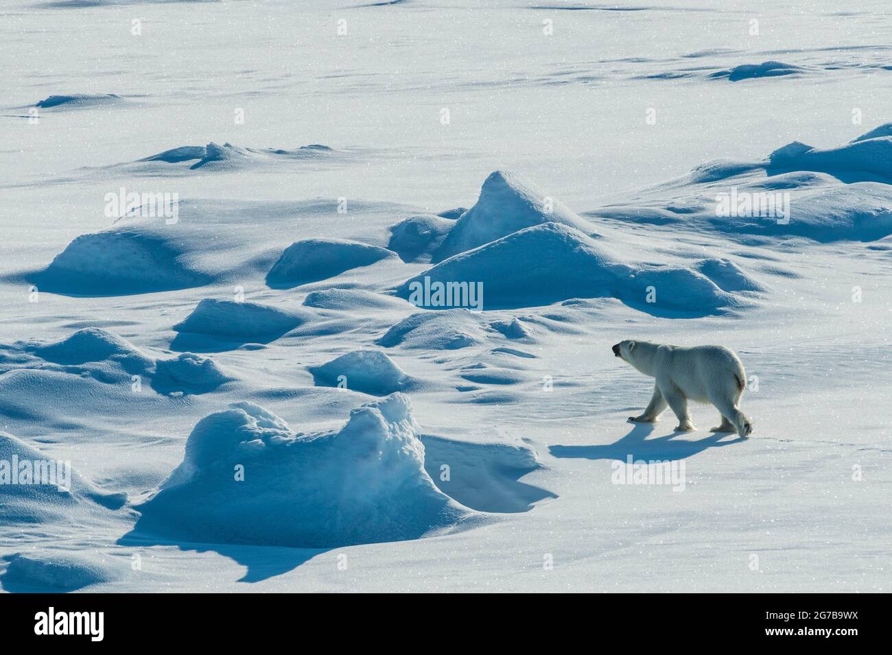 Wildlife in the polar region hi-res stock photography and images - Alamy