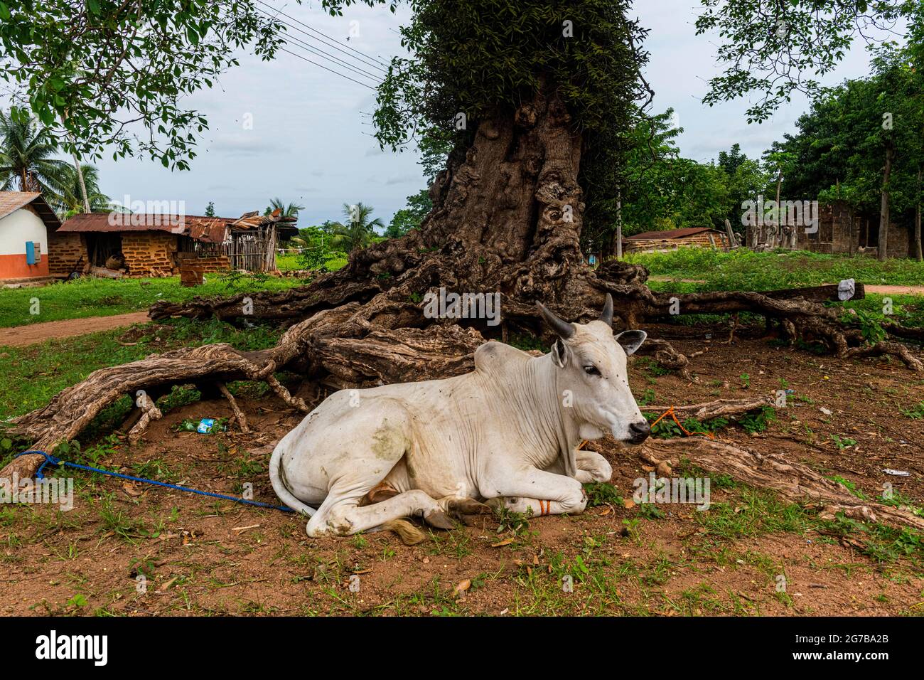 Cow grazing before a huge old tree, Alok, Nigeria Stock Photo - Alamy
