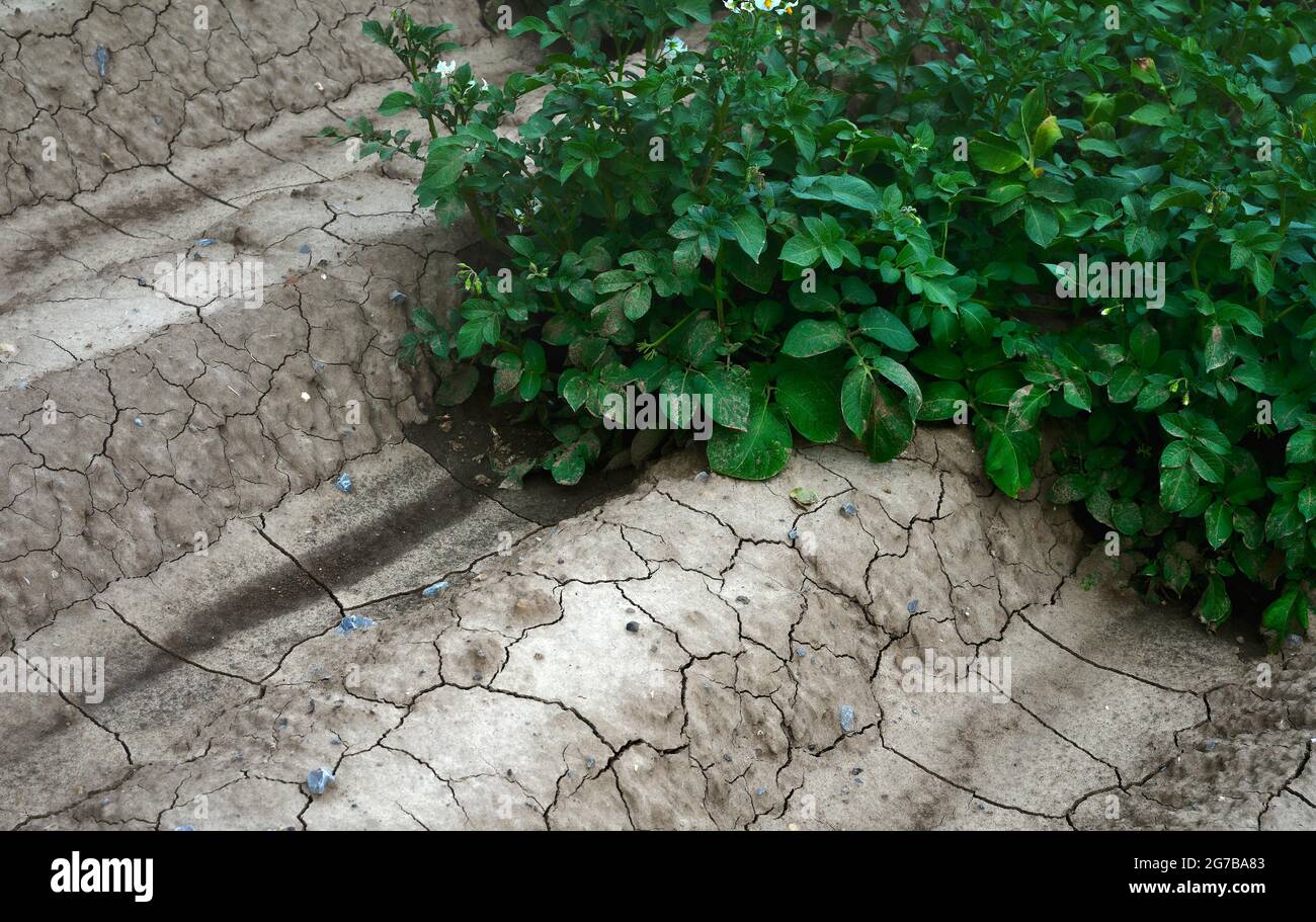 Dried up field furrow in summer Stuttgart, Baden-Wuerttemberg, Germany ...