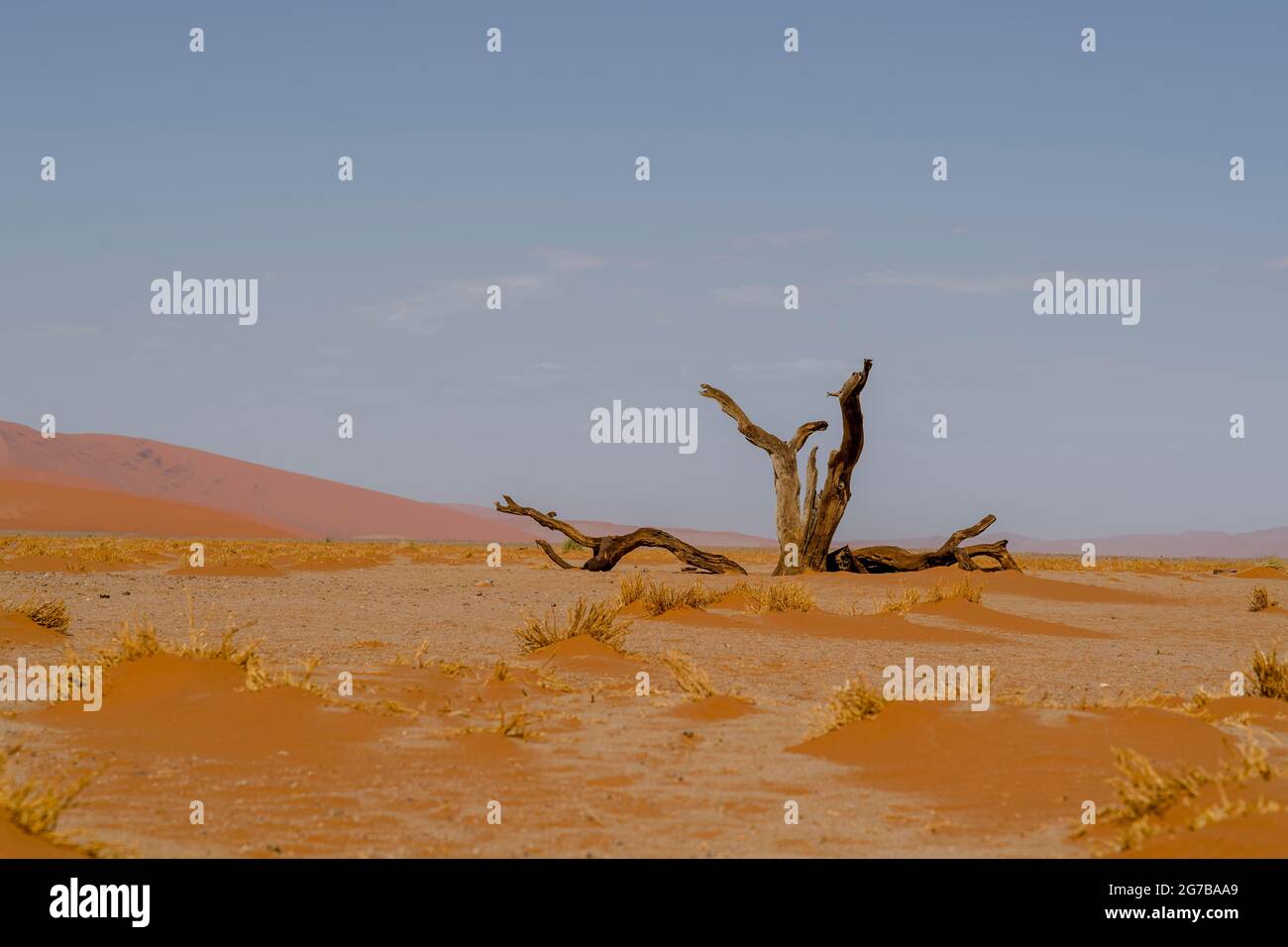 Dried trunk hi-res stock photography and images - Alamy