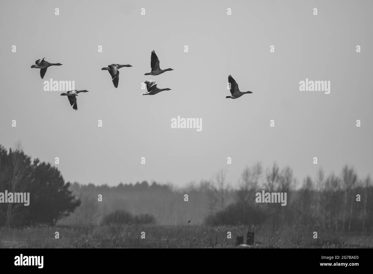 Goose spread wings Black and White Stock Photos & Images - Alamy