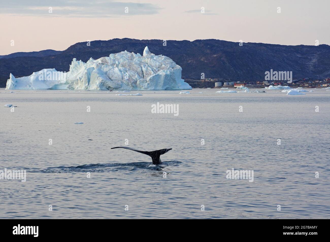 Humpback whale diving, icebergs in background, Disko Bay, Ilullissat ...