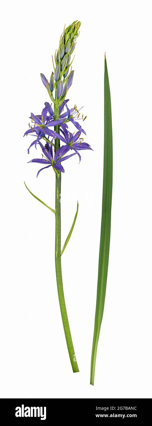 Camas plant Cut Out Stock Images & Pictures - Alamy