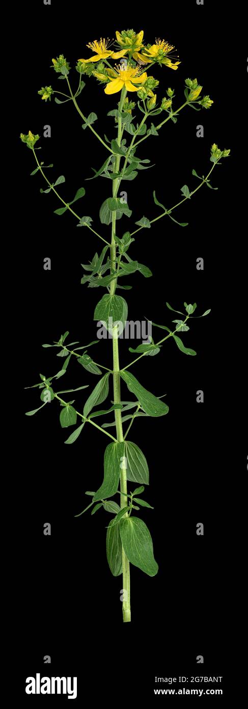 Common St John's wort (Hypericum perforatum), flower, leaf, Germany ...