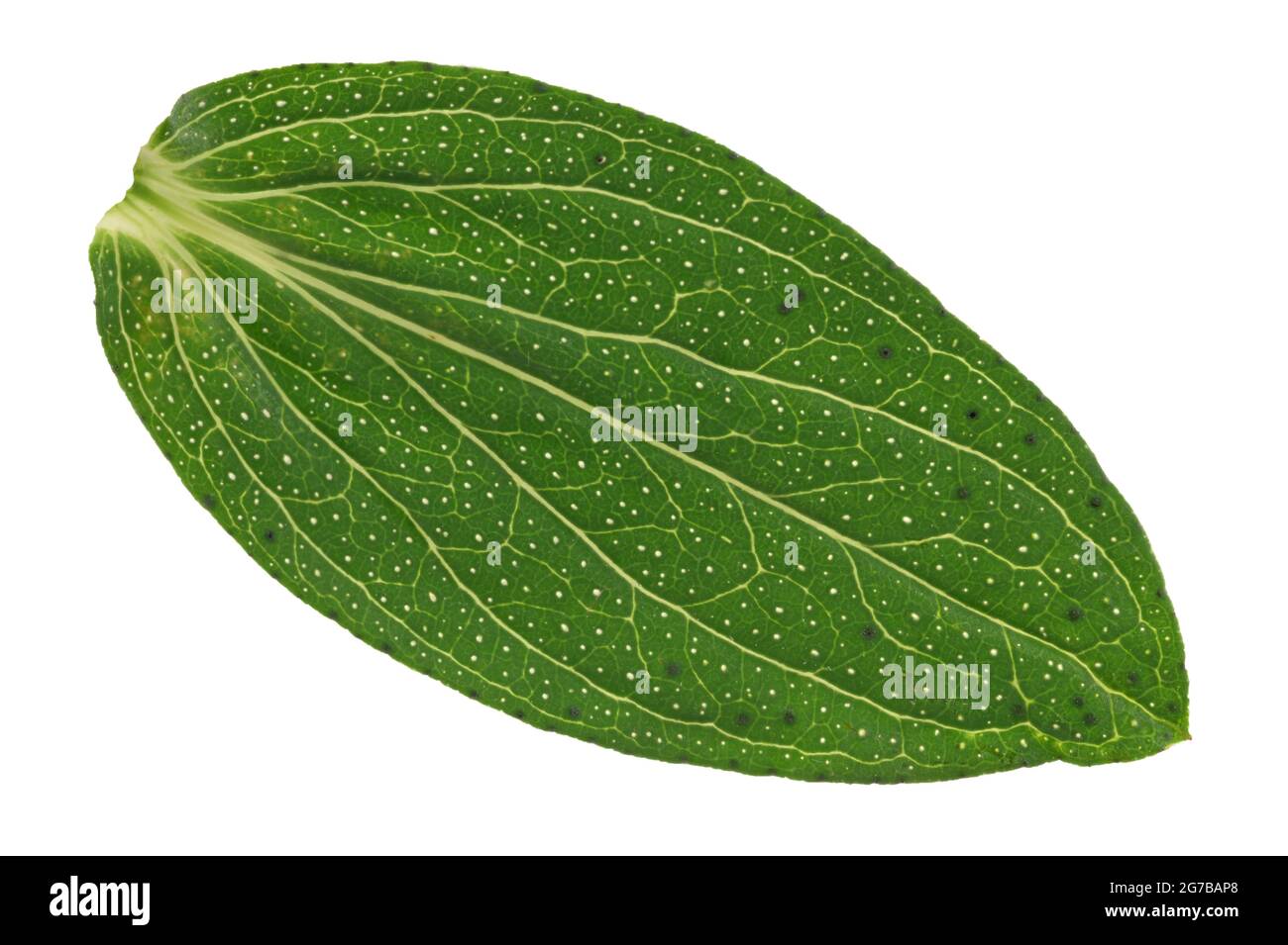 Common St John's wort (Hypericum perforatum), leaf with oil glands ...
