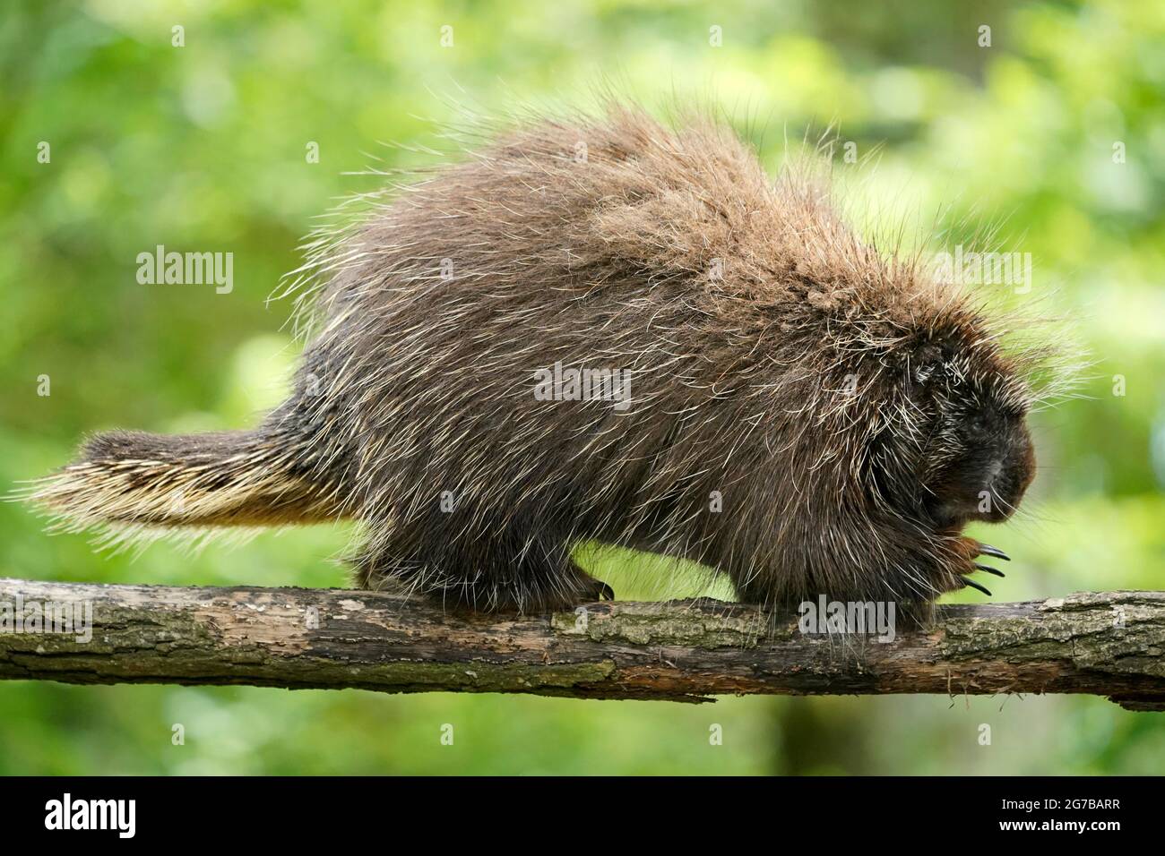 New World porcupine (Urson Erethizon Dorsatum) climbing on a branch ...