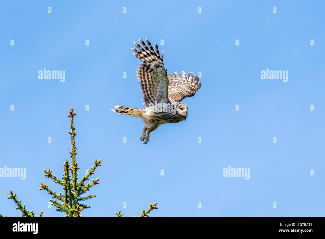 Ural owl (Strix uralensis) in flight, Notranjska Region, Slovenia Stock ...