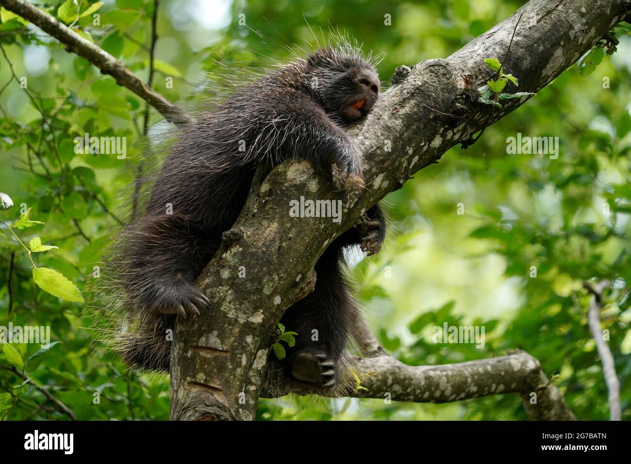 New World porcupine (Urson Erethizon Dorsatum) sleeping on a branch ...
