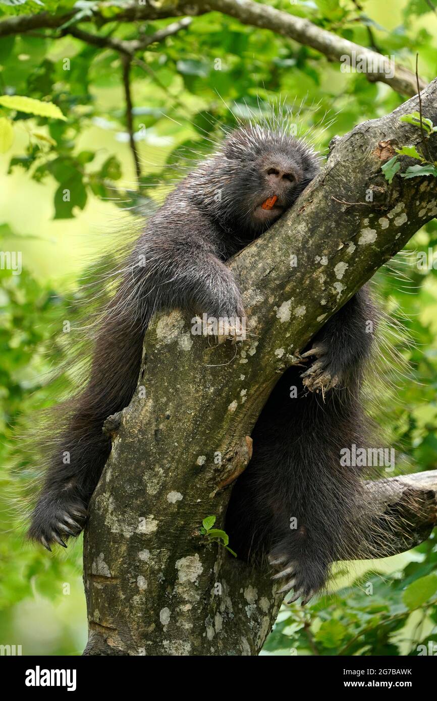 New World porcupine (Urson Erethizon Dorsatum) sleeping on a branch ...