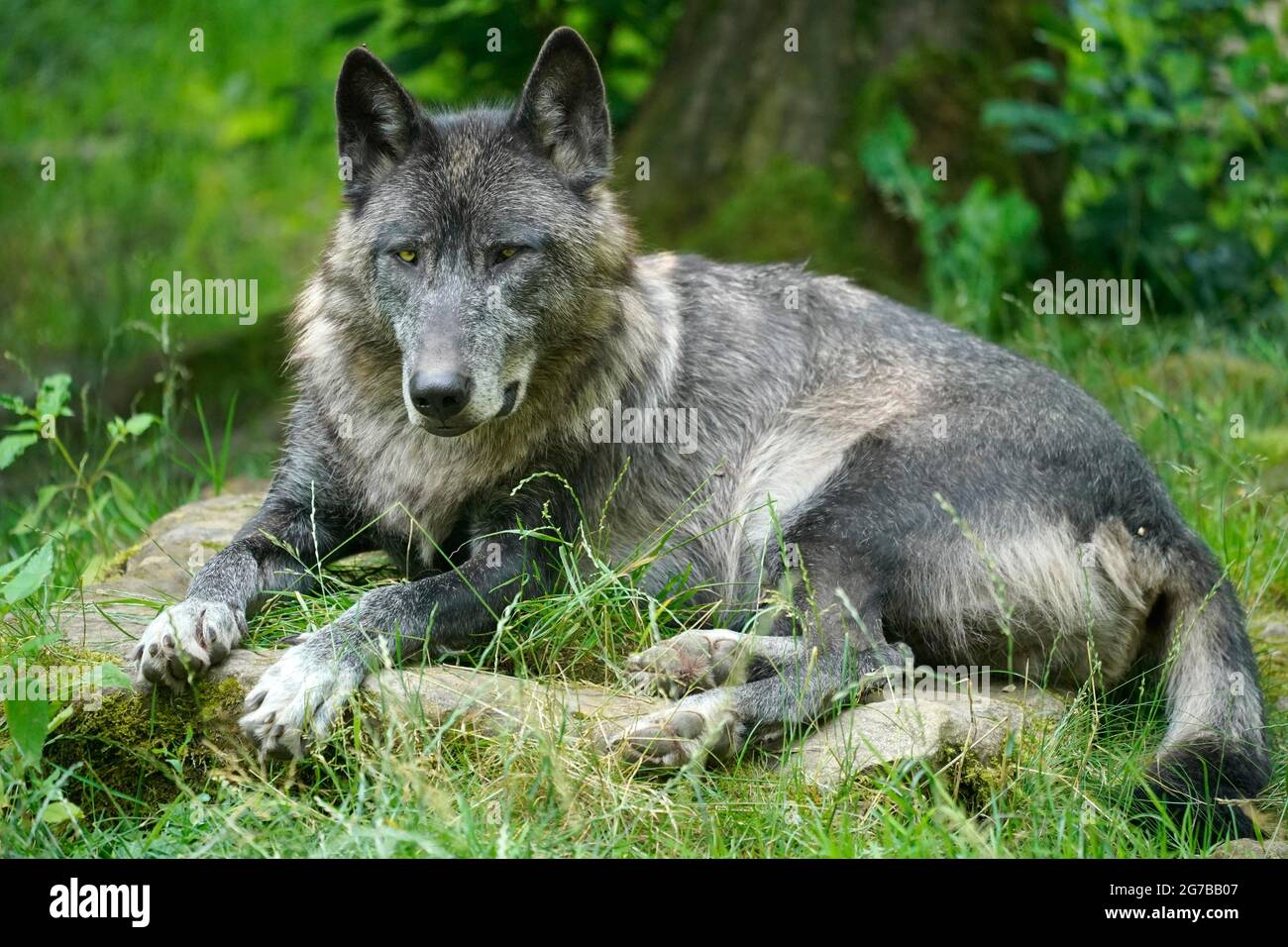 Timberwolf, American wolf Mackenzie Valley Wolf (Canis lupus ...