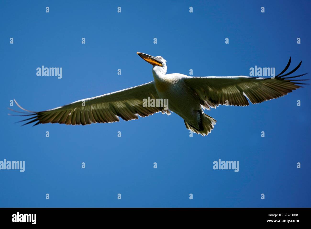 Dalmatian pelican (Pelecanus crispus), flying, France Stock Photo - Alamy