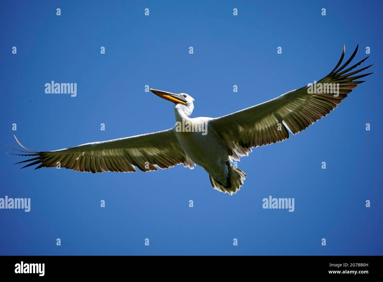 Dalmatian pelican (Pelecanus crispus), flying, France Stock Photo - Alamy