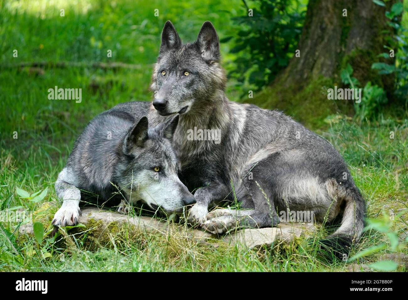 Timberwolf, American wolf Mackenzie Valley Wolf (Canis lupus ...
