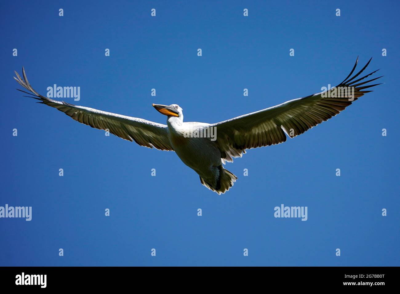 Dalmatian pelican (Pelecanus crispus), flying, France Stock Photo - Alamy