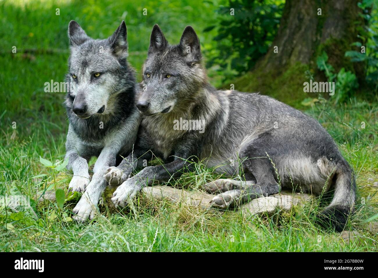Timberwolf, American wolf Mackenzie Valley Wolf (Canis lupus ...
