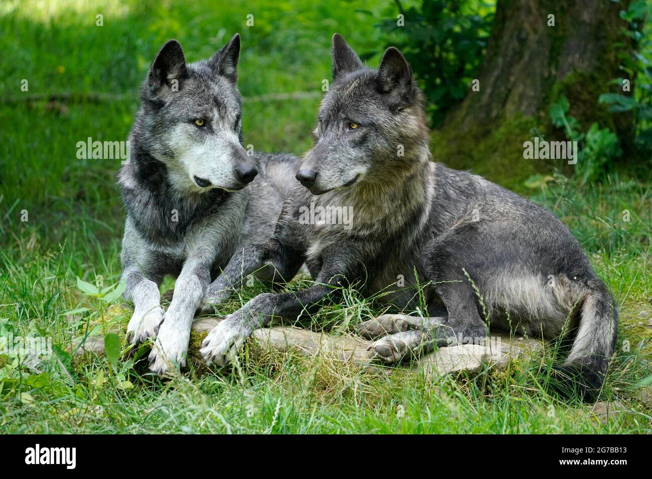 Timberwolf, American wolf Mackenzie Valley Wolf (Canis lupus ...