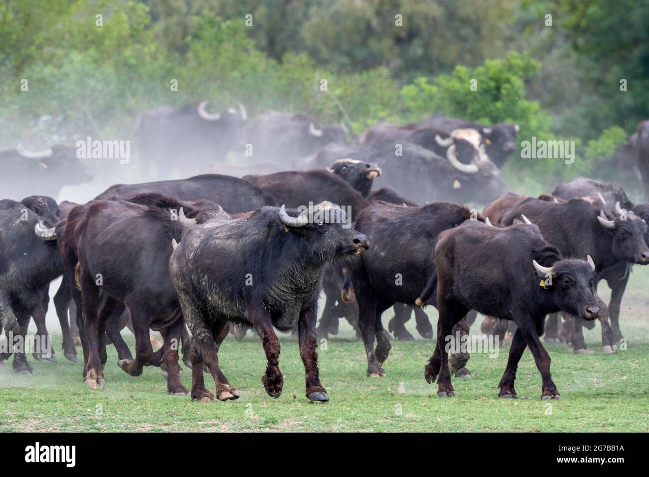 Group water buffalo bubalus hi-res stock photography and images - Alamy