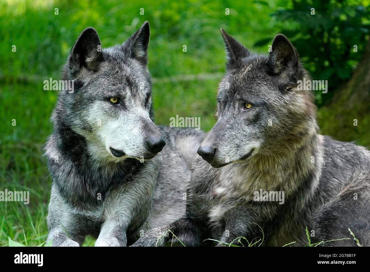 Mackenzie Valley Wolf Pup