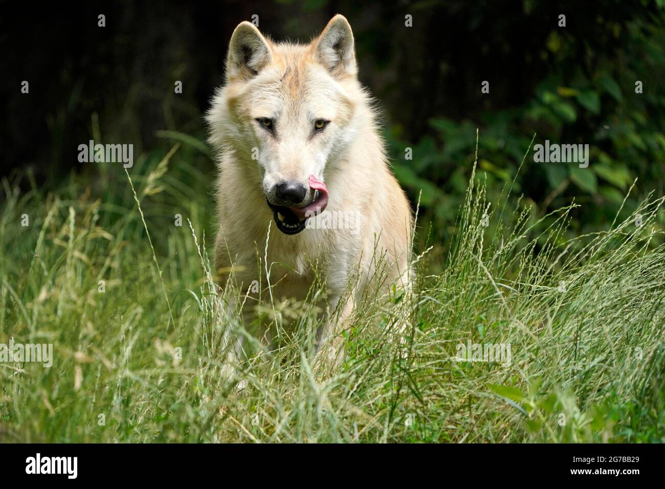 Timberwolf, American wolf Mackenzie Valley Wolf (Canis lupus ...