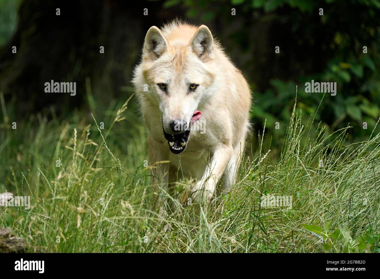 Timberwolf, American wolf Mackenzie Valley Wolf (Canis lupus ...