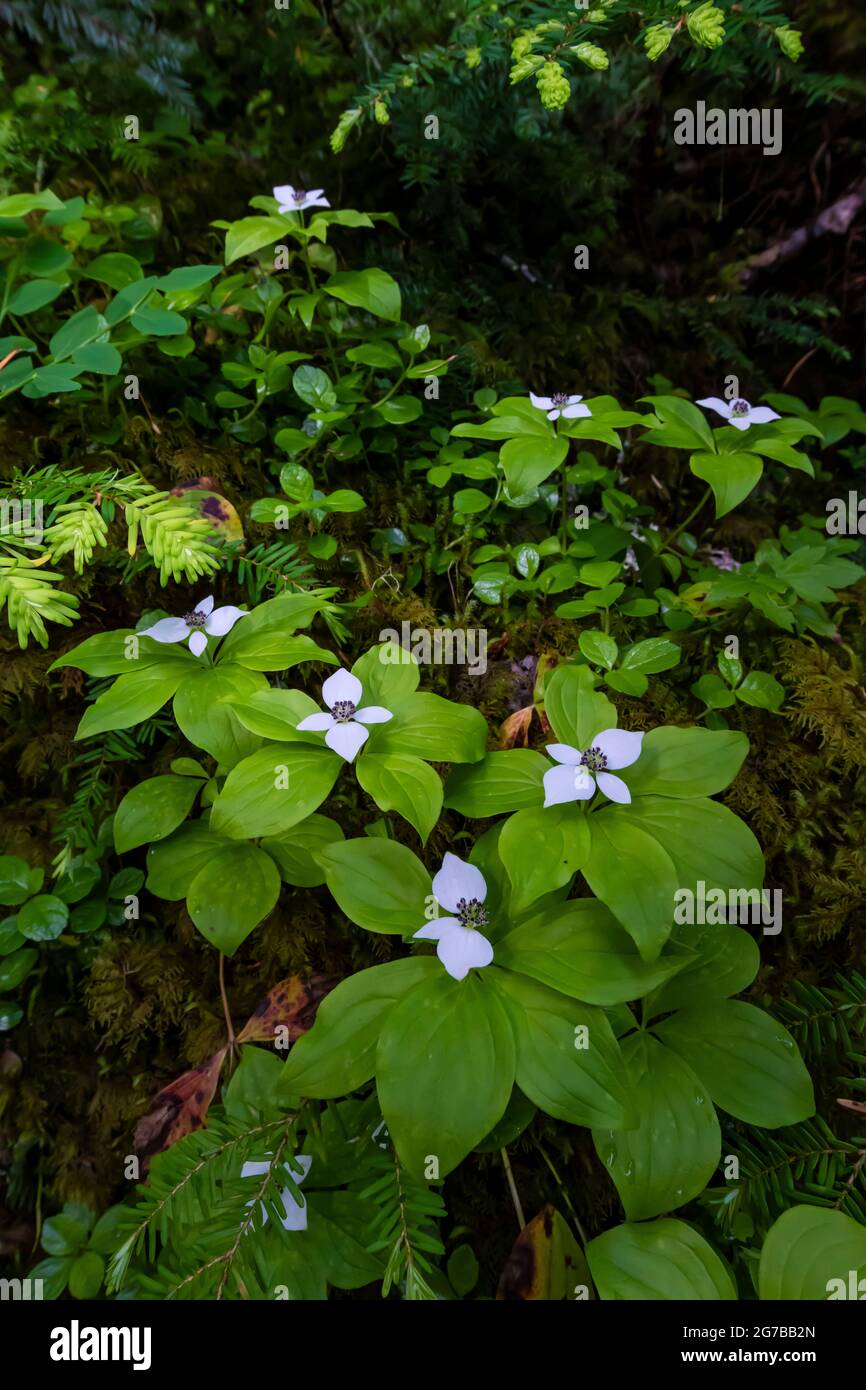 Western Bunchberry, Cornus unalaschkensis, blooming along Skookum Flats ...
