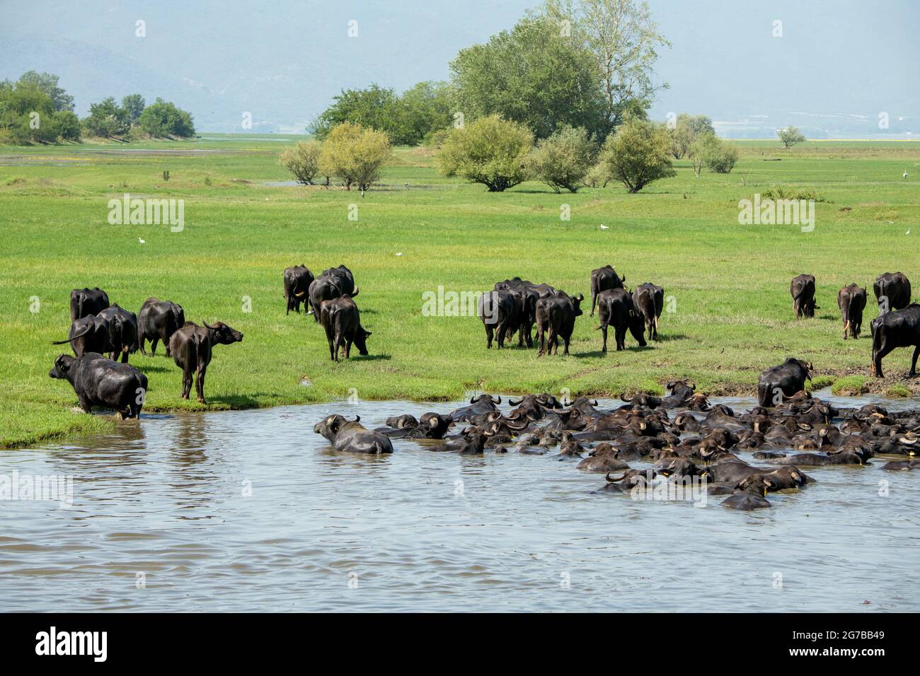 Water buffalo (Bubalus bubalis), running through water, Lake Kerkini ...