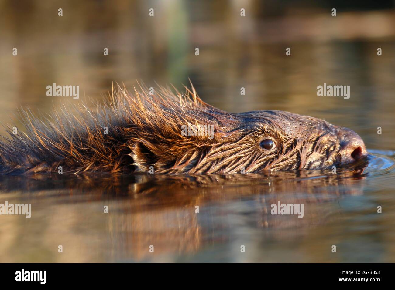 Beaver European beaver (Castor fiber), portrait of one-year-old young ...
