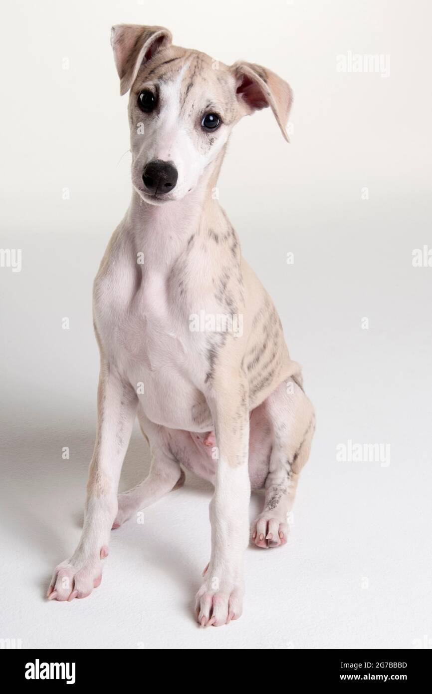 Whippet, puppy, male, 12 weeks Stock Photo - Alamy
