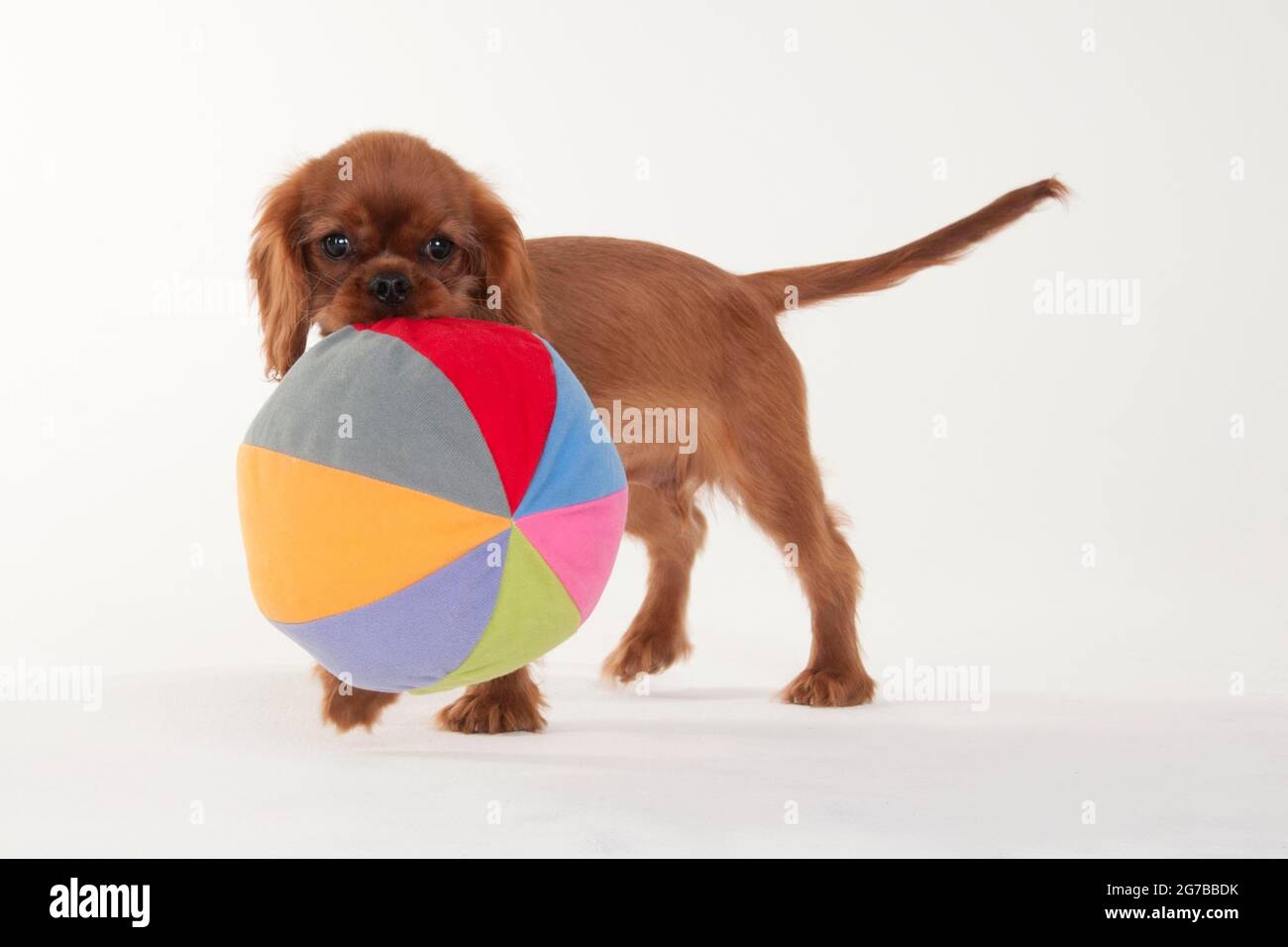 Playing with ball Stock Photo - Alamy