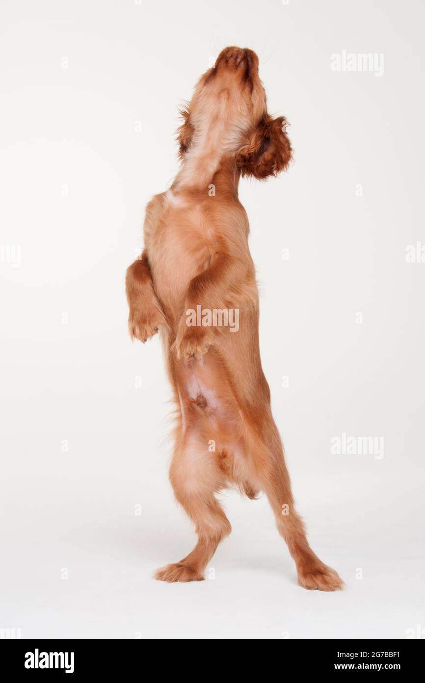 Dynamic dog hi-res stock photography and images - Alamy