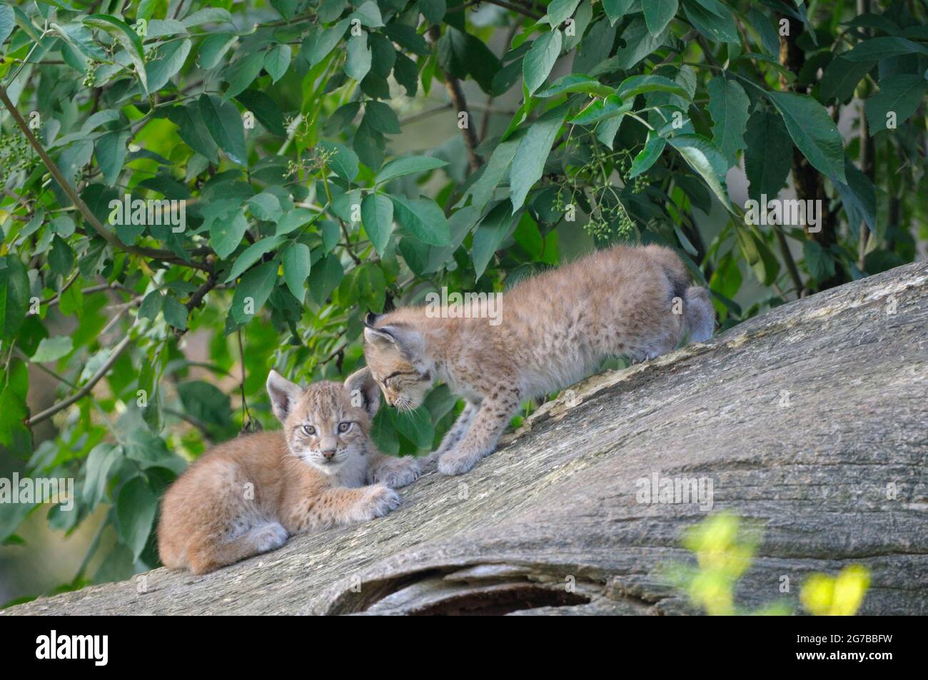 Baby lynx hi-res stock photography and images - Alamy