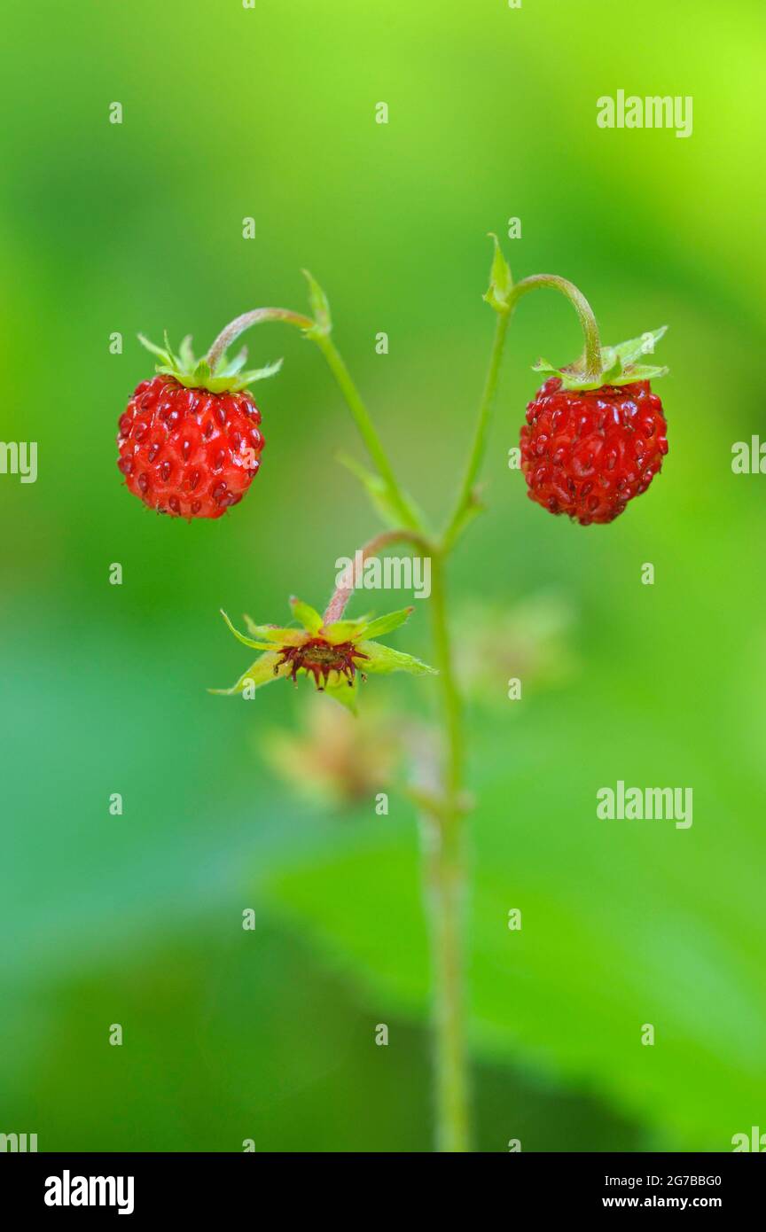 Wild strawberry, North Rhine-Westphalia, Germany Stock Photo - Alamy